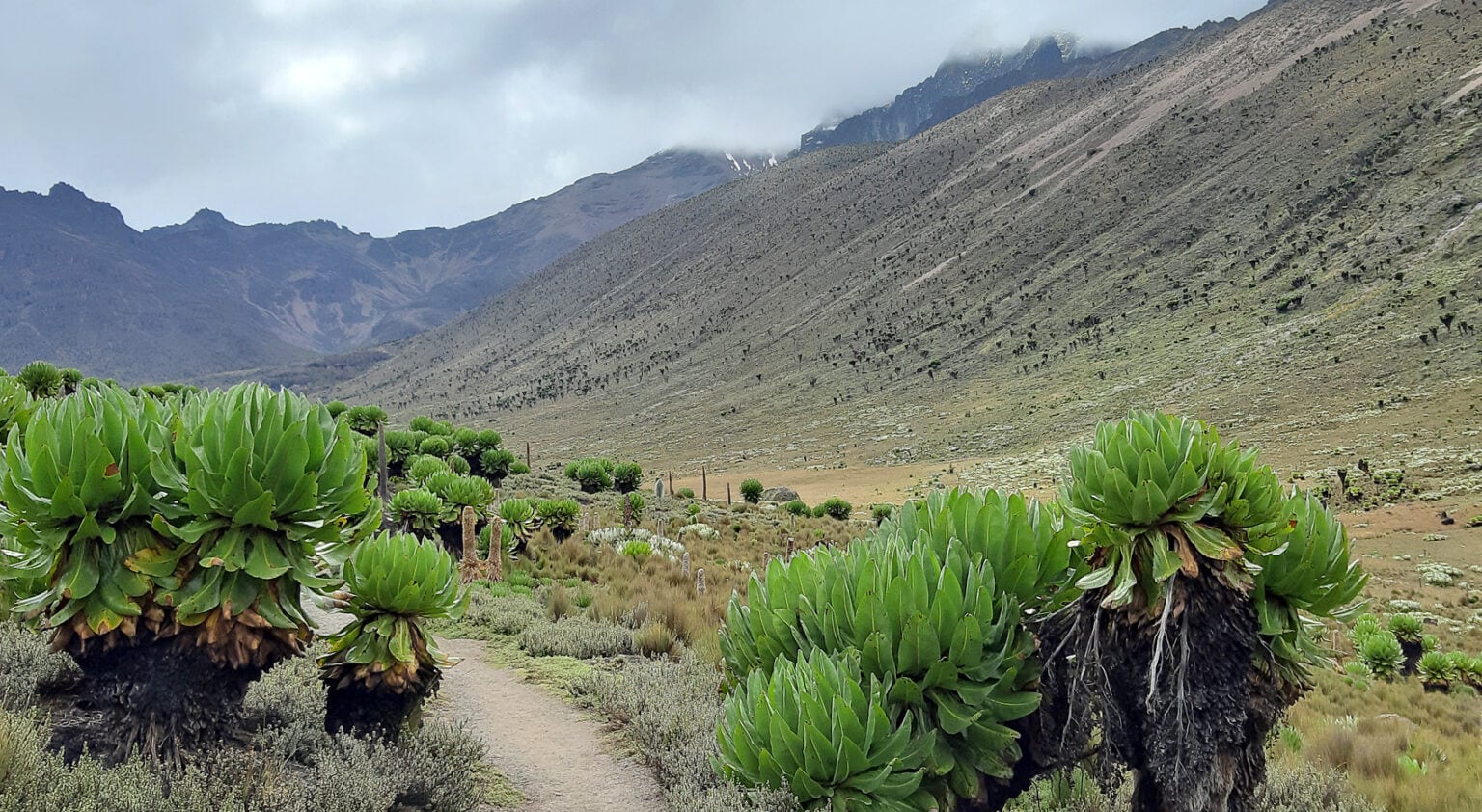 Wo kann man in Kenia wandern? Wanderrouten: Mount Kenya