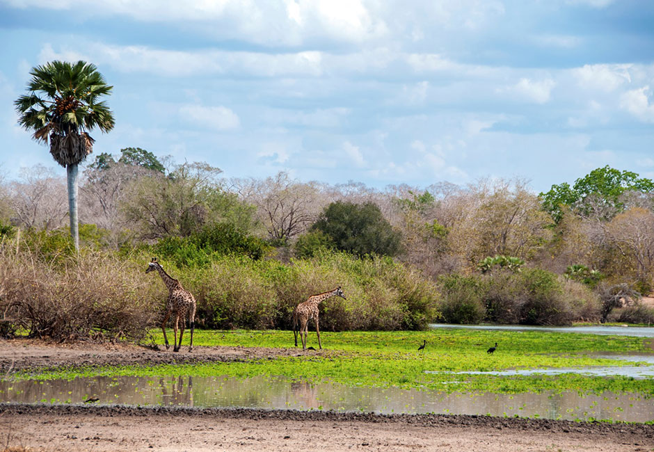 Nyerere Nationalpark oder Selous Game Reserve