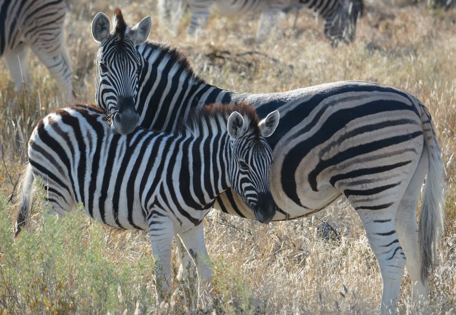 Namibia Beste Reisezeit Und Impfungen